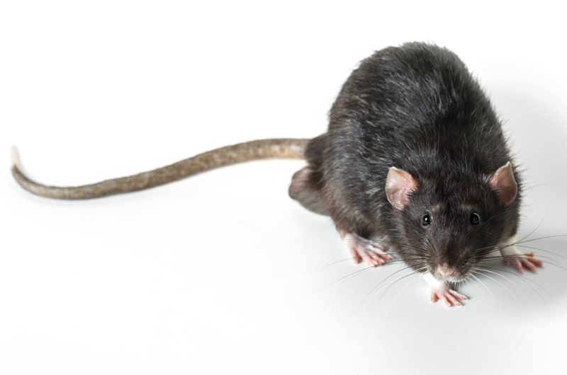 Rotter | Haderslev Kommune